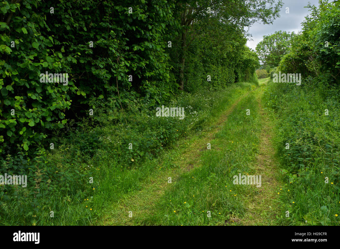 Hedges hedgerows grass grasses hi-res stock photography and images - Alamy