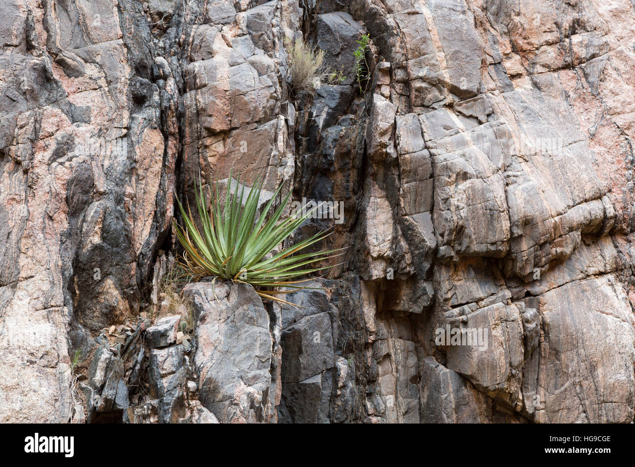 A narrowleaf yucca plant growing out of the Vishnu Basement Rocks of ...