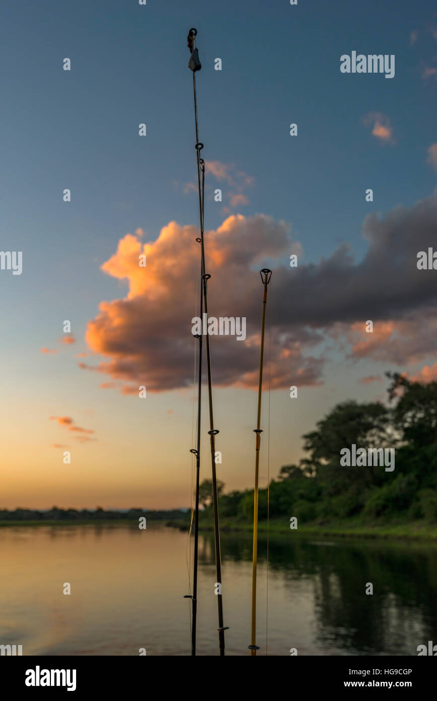 Kariba bream fish hi-res stock photography and images - Alamy