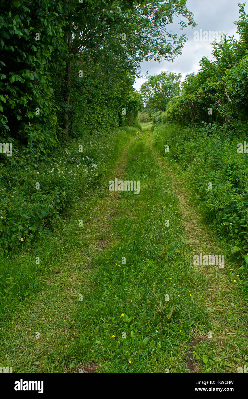 Hedgerow pathway hi-res stock photography and images - Alamy