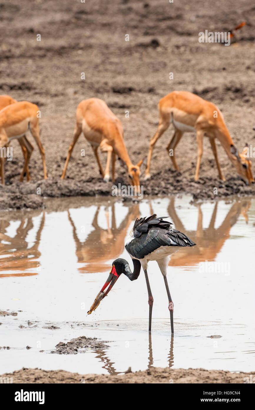 Saddle Billed Stork fishing Kanga Pan Mana Pools Stock Photo - Alamy