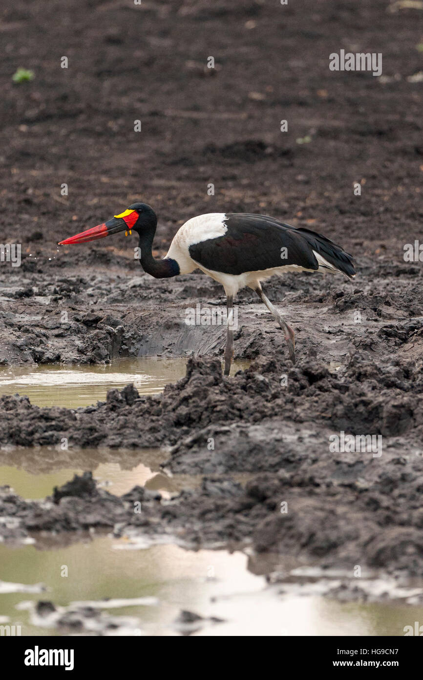 Saddle Billed Stork fishing Kanga Pan Mana Pools Stock Photo - Alamy