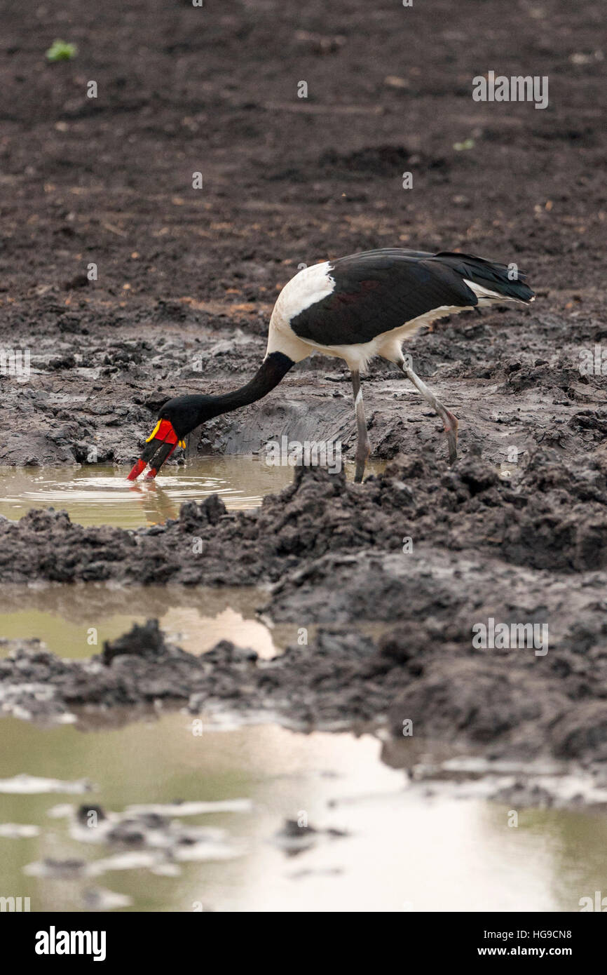 Saddle Billed Stork fishing Kanga Pan Mana Pools Stock Photo - Alamy