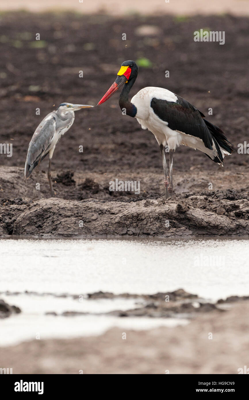 Saddle Billed Stork fishing Kanga Pan Mana Pools Stock Photo - Alamy