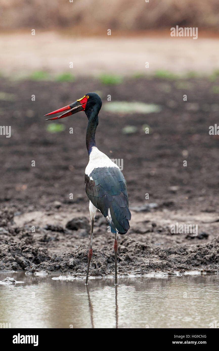 Saddle Billed Stork fishing Kanga Pan Mana Pools Stock Photo - Alamy