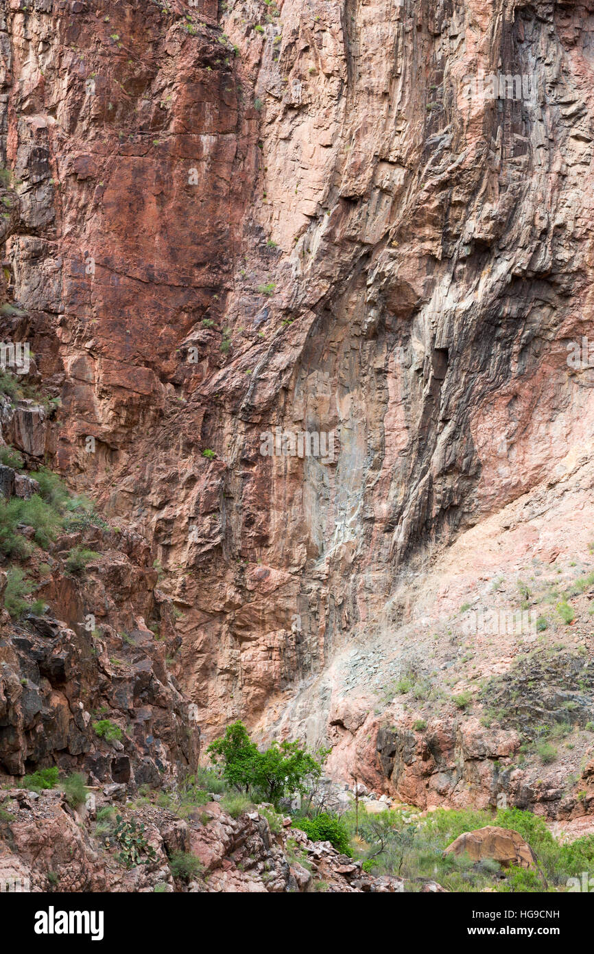 Cottonwood trees dwarfed below the Vishnu Basement Rocks in the bottom ...