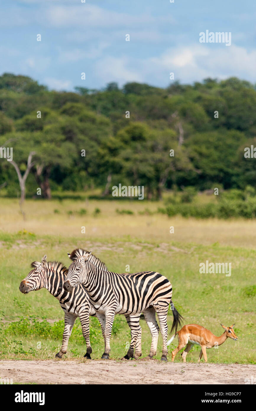 Zebra and Impala seen at a waterhole in the green season in Hwange ...