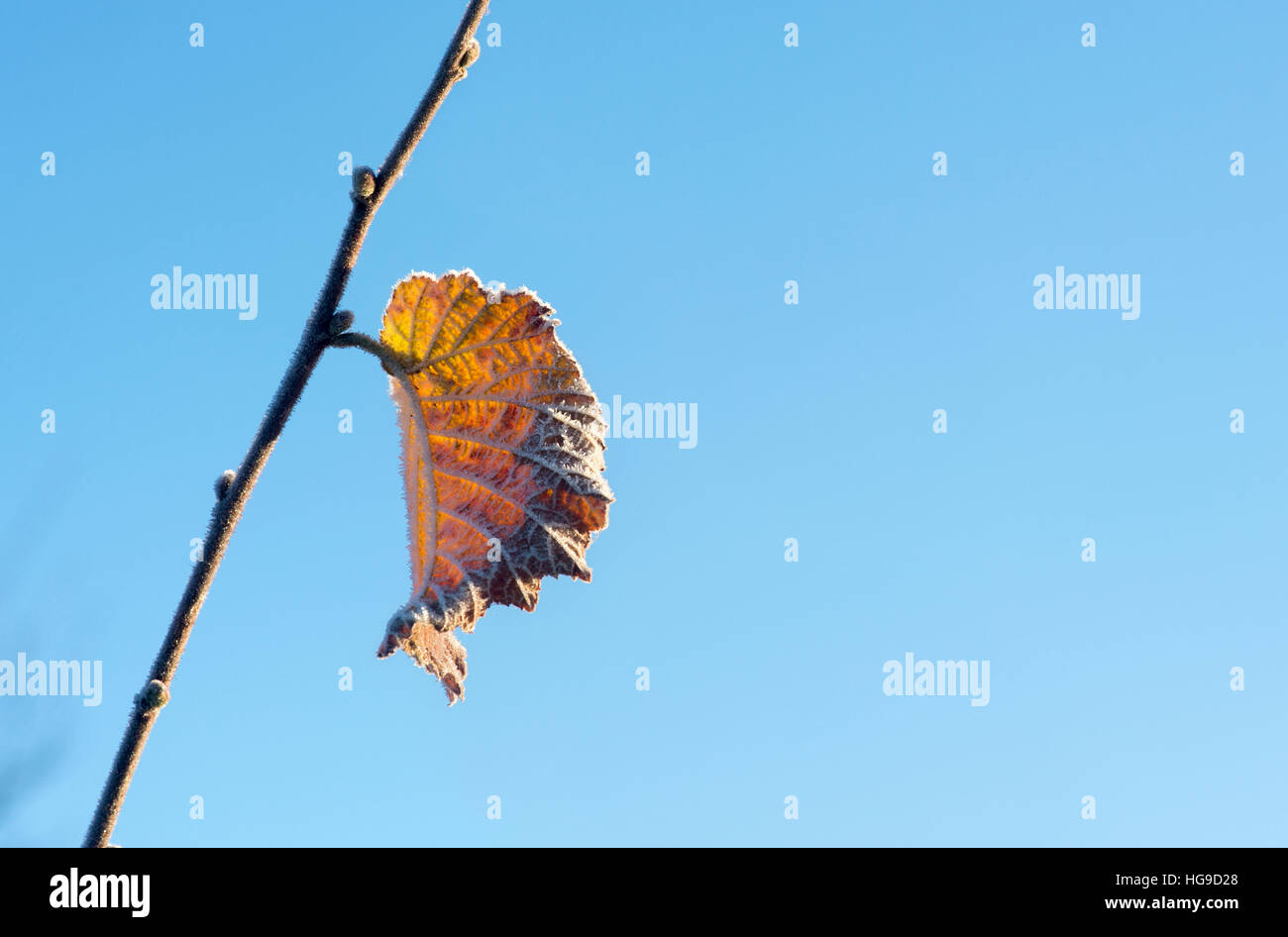Hazel tree leaf covered in frost in winter Stock Photo - Alamy