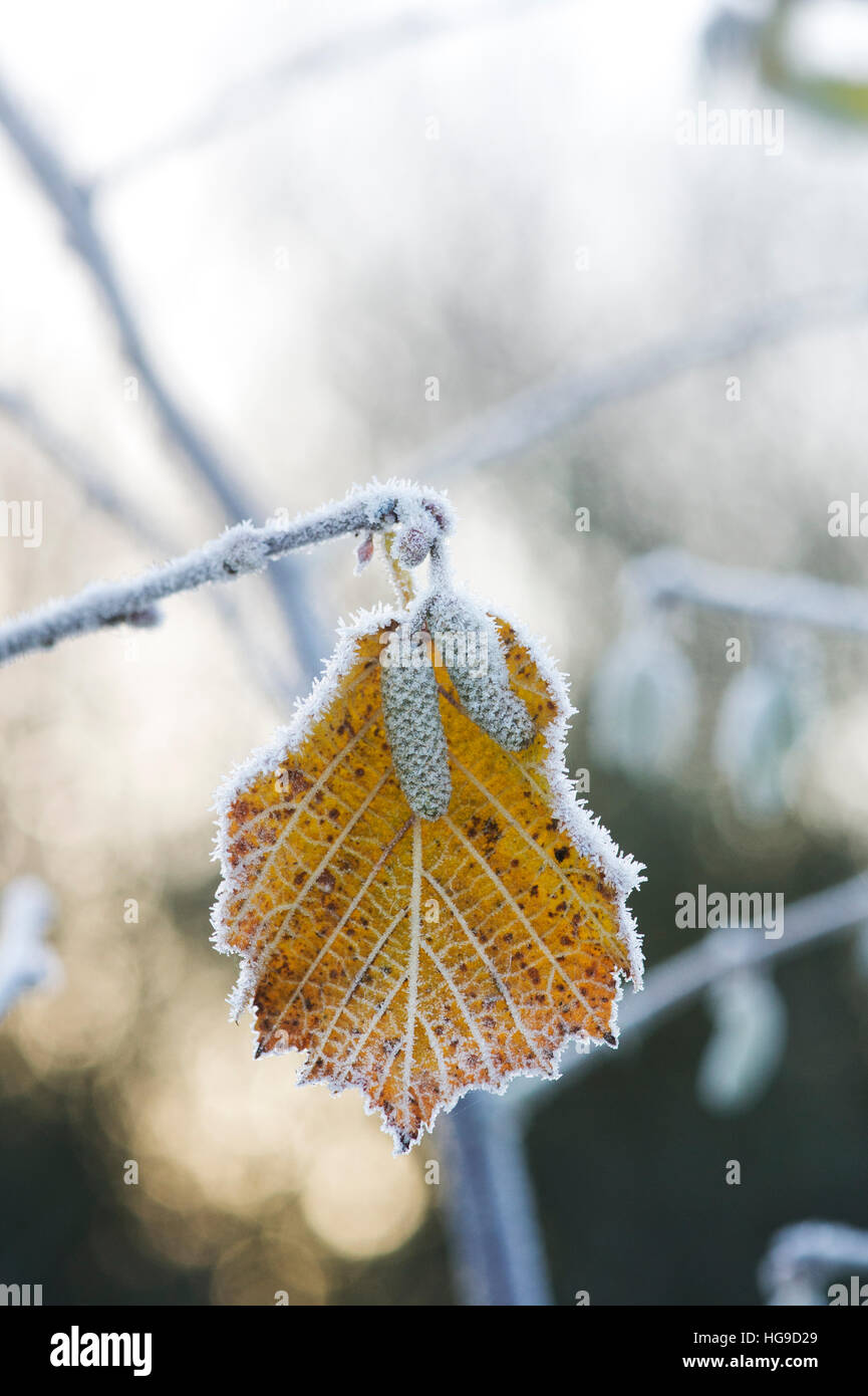 Hazel tree leaf and catkins covered in frost in winter Stock Photo - Alamy