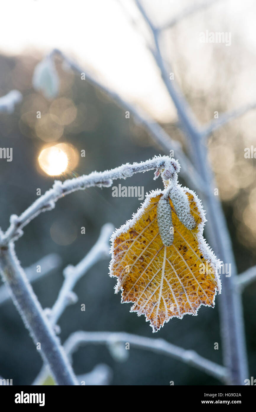 Hazel tree leaf and catkins covered in frost in winter Stock Photo - Alamy