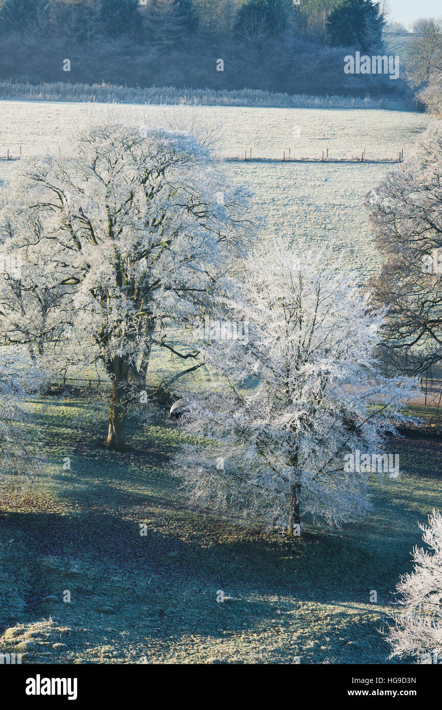 Sunlit frosty winter trees in Turkdean. Cotswolds, Gloucestershire ...