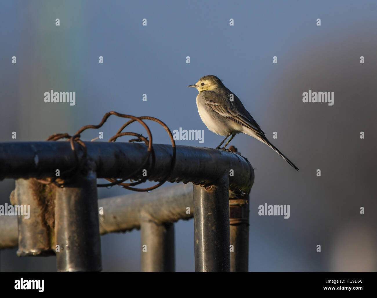 White Wagtail on the farm Stock Photo - Alamy