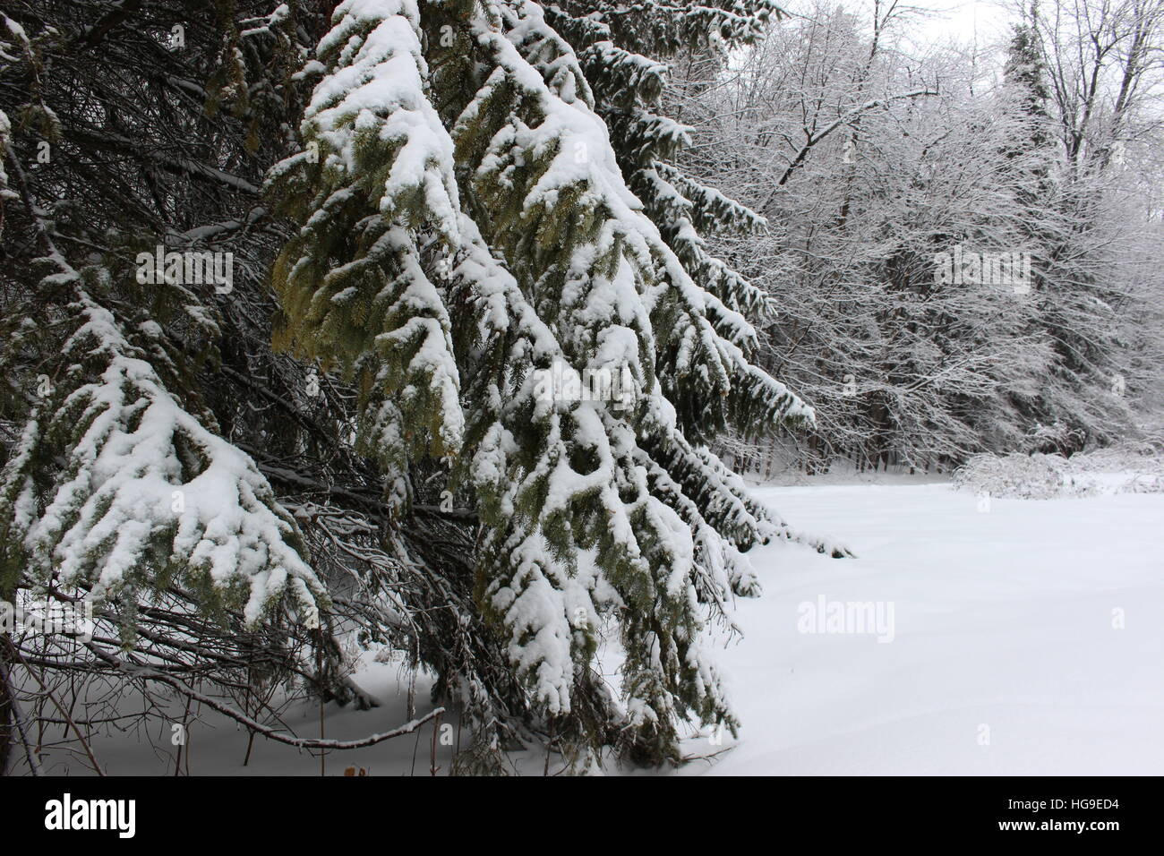 Snow on pine tree Stock Photo - Alamy