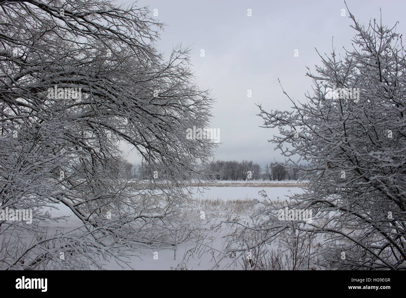 Trees Snow Ground Stock Photos & Trees Snow Ground Stock Images - Alamy