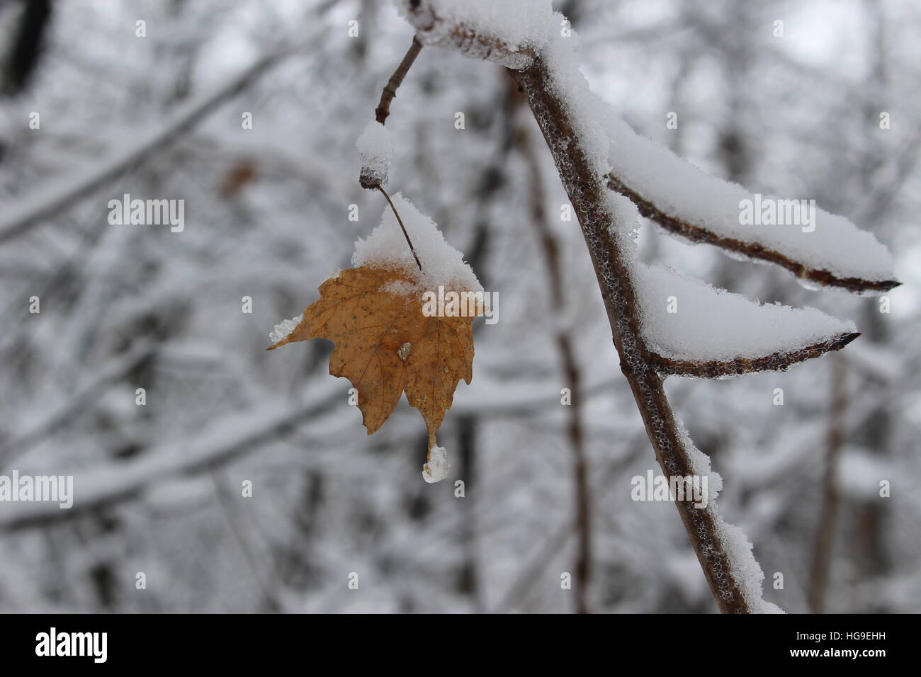 Frost maple leaves hi-res stock photography and images - Alamy