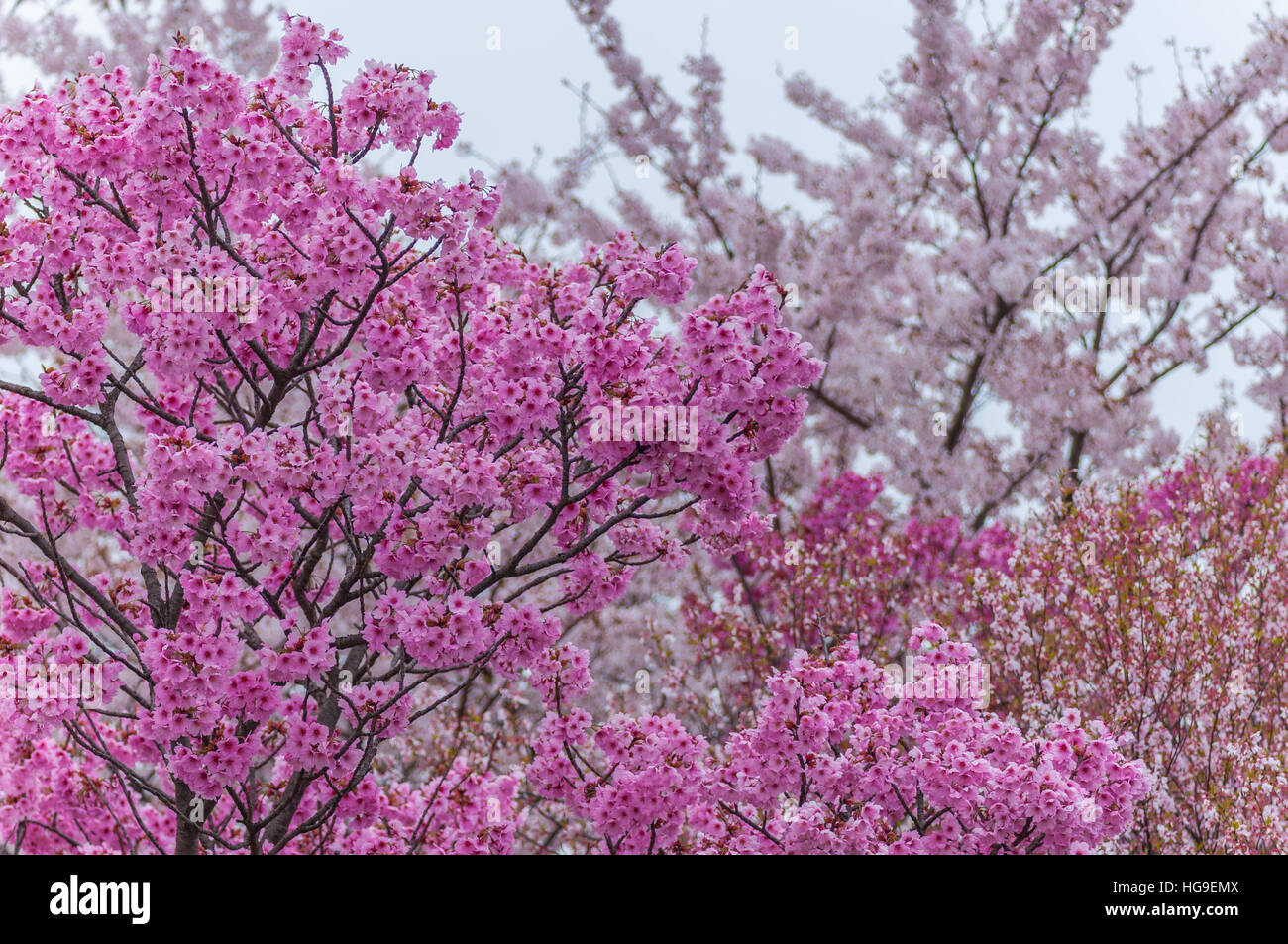 Pink Cherry Blossoms in Full Bloom,Japan Stock Photo - Alamy