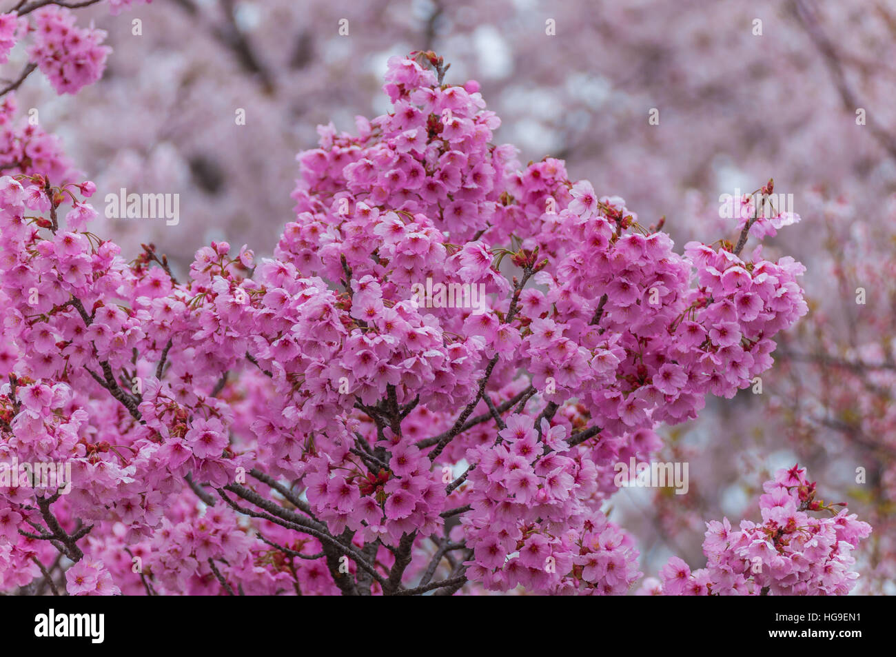 Cherry blossoms sunlight hi-res stock photography and images - Alamy