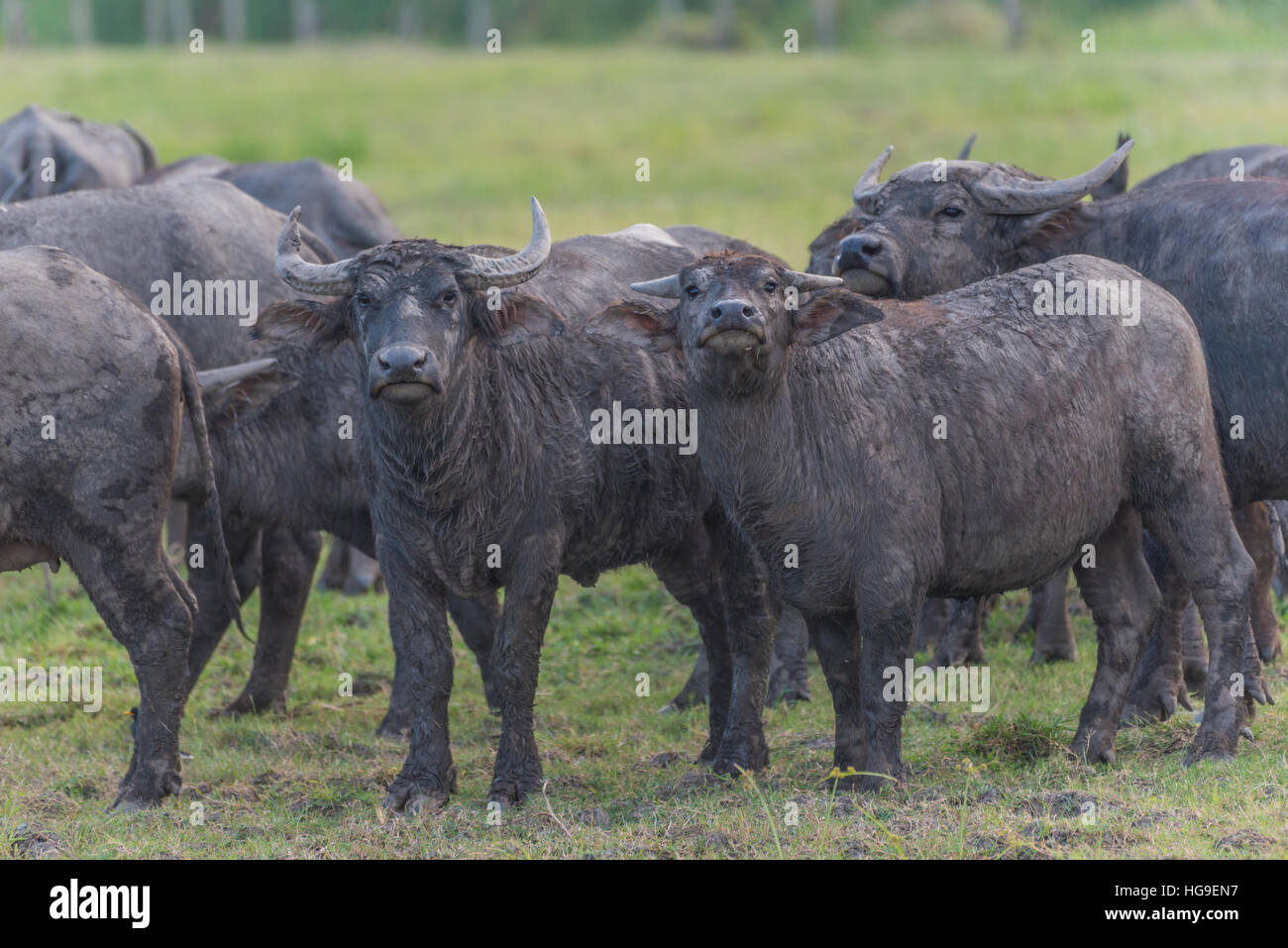 Water buffalo in grass field,Thailand Stock Photo - Alamy