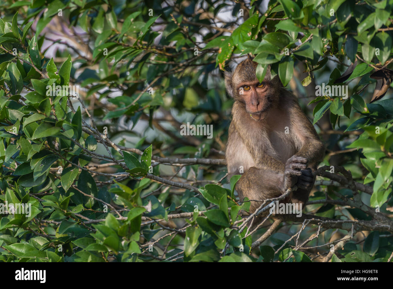 Macaque in nature habitat,Phetburi,Thailand Stock Photo - Alamy