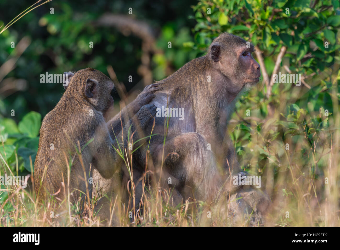 Macaque in nature habitat,Phetburi,Thailand Stock Photo - Alamy