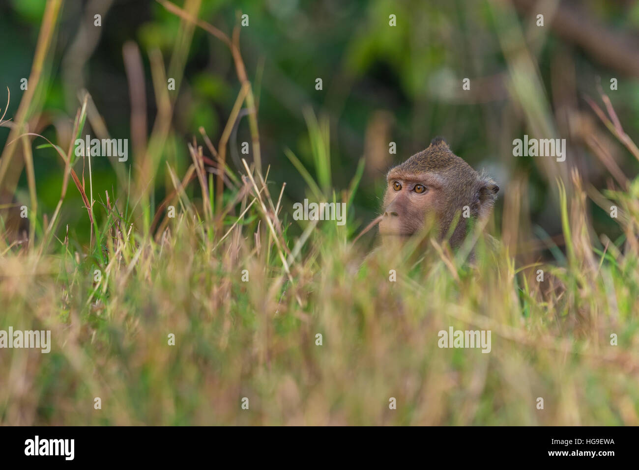 Macaque in nature habitat,Phetburi,Thailand Stock Photo - Alamy