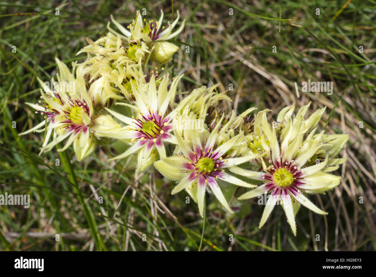 Alpine flower Sempervivum Wulfenii, Aosta valley, Italy Stock Photo - Alamy