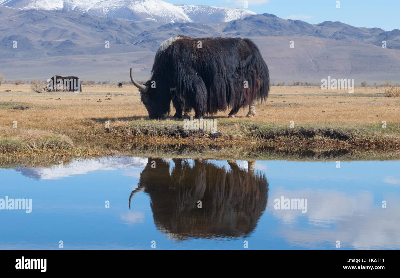 North yak lake hi-res stock photography and images - Alamy