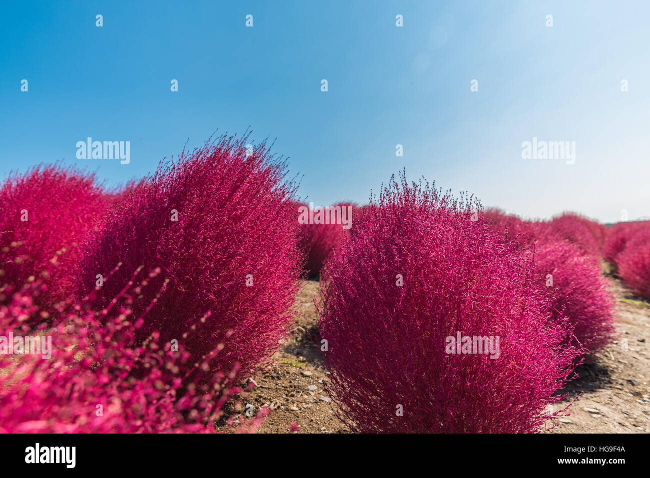 Autumn colors of Bassia scoparia (Kochia) in Hitachi Seaside Park Stock ...