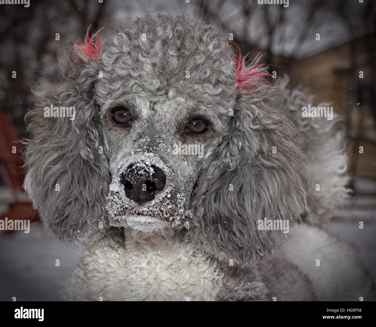 standard poodle dog breed Stock Photo - Alamy