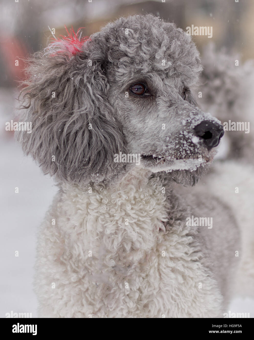standard poodle dog breed Stock Photo - Alamy
