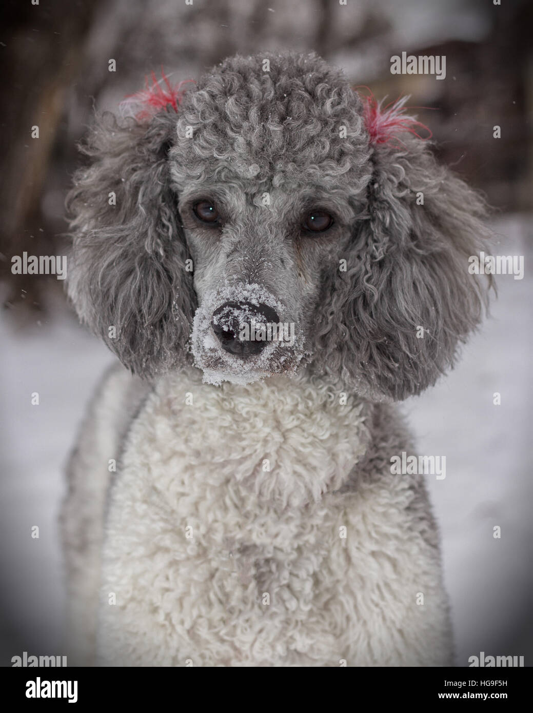 standard poodle dog breed Stock Photo - Alamy