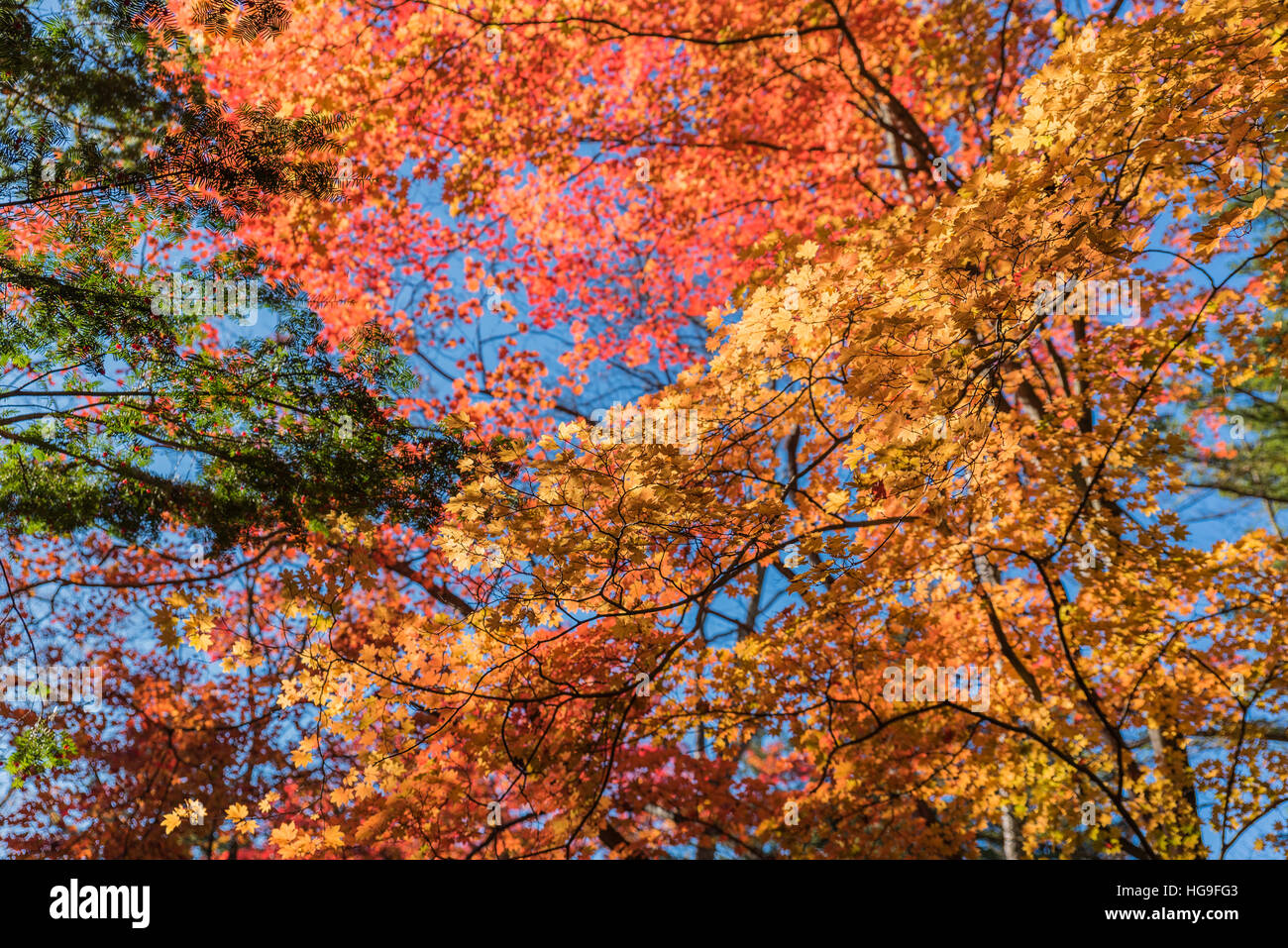 Autumn color of maple leaves in Karuiza,Japan Stock Photo - Alamy