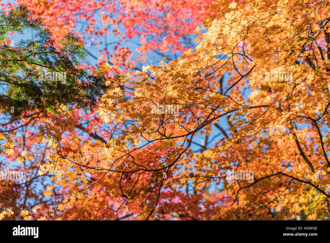 Autumn color of maple leaves in Karuiza,Japan Stock Photo - Alamy