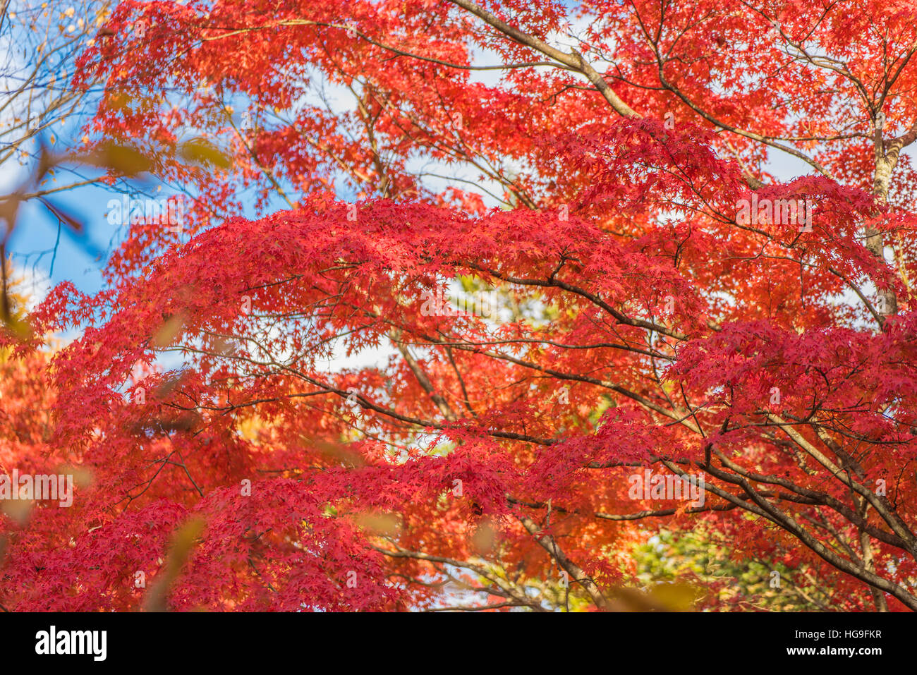 Autumn color of maple leaves in Karuiza,Japan Stock Photo - Alamy