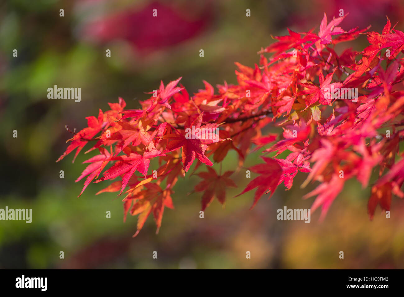 Autumn color of maple leaves in Karuiza,Japan Stock Photo - Alamy