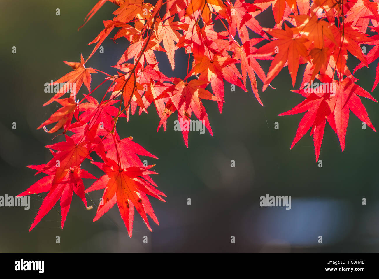 Autumn color of maple leaves in Karuiza,Japan Stock Photo - Alamy