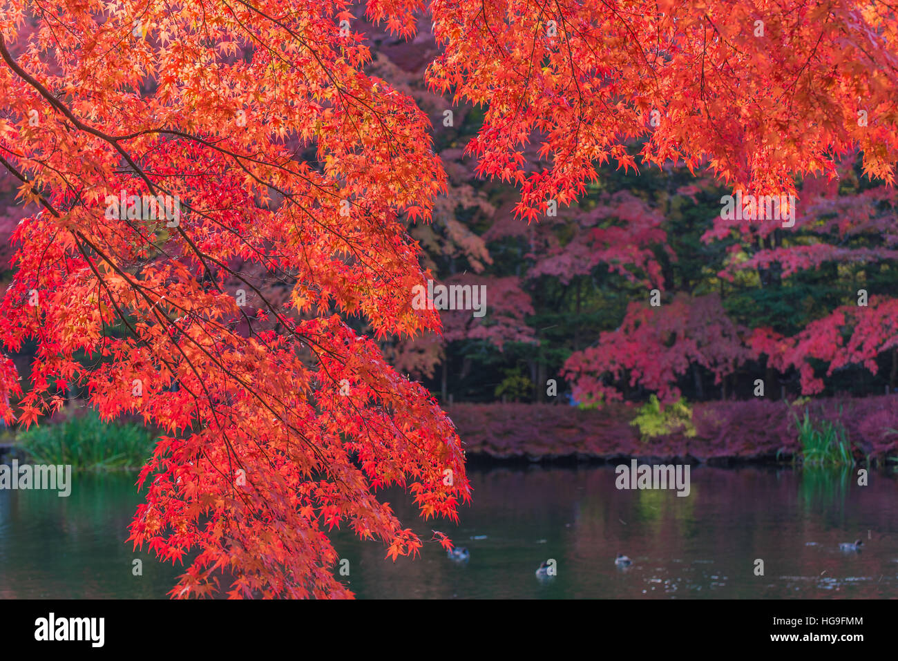 Autumn color of maple leaves in Karuiza,Japan Stock Photo - Alamy