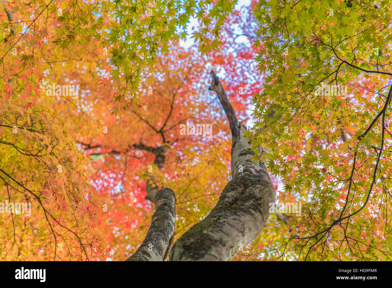 Autumn color of maple leaves in Karuizawa,Japan Stock Photo - Alamy