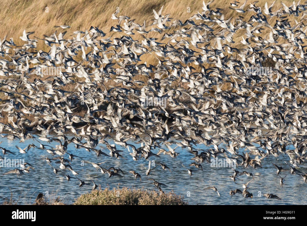 A mixed flock of mainly Knot Dunlin with some Ringed Plovers and Grey ...