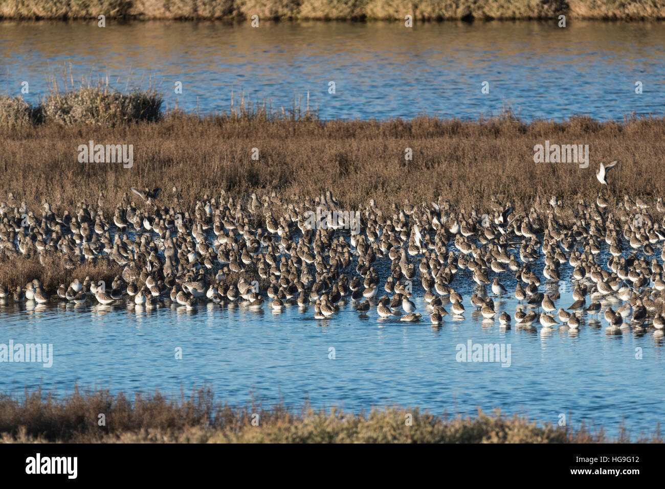 A mixed flock of mainly Knot , Dunlin with some Ringed Plovers and Grey ...