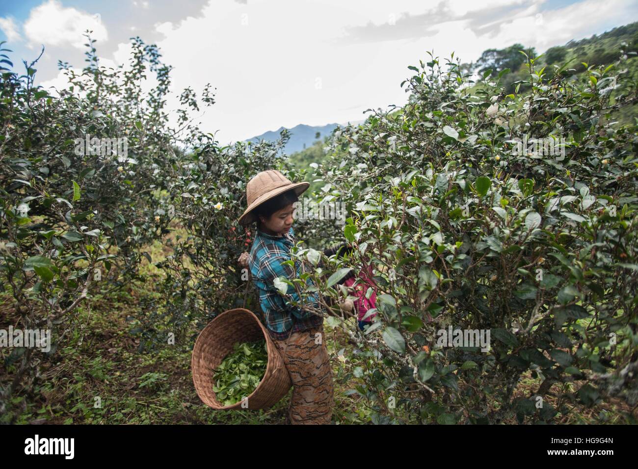 Tea pickers working in the mountain of Shan State, Myanmar Stock Photo ...