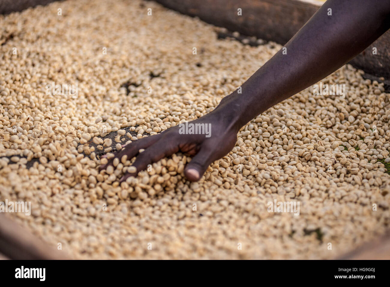 Coffee processing Eastern Uganda Stock Photo - Alamy