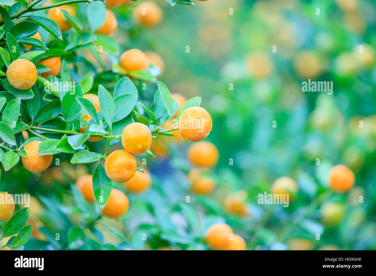 Growing Tangerines at Hanoi, Vietnam Stock Photo - Alamy