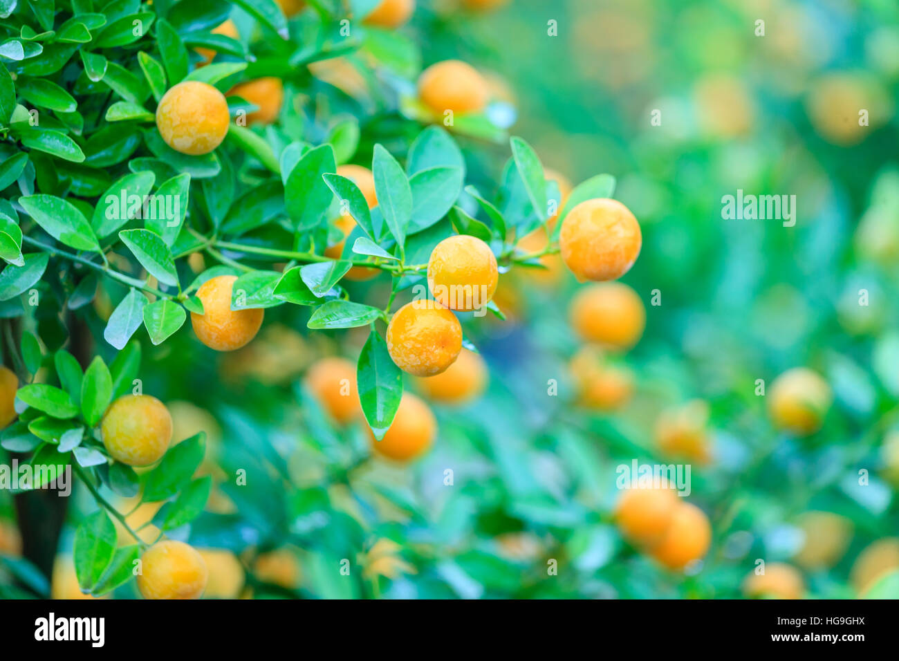 Growing Tangerines at Hanoi, Vietnam Stock Photo - Alamy