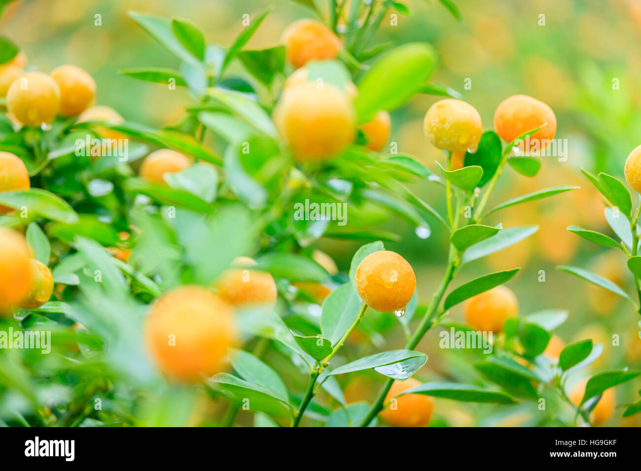 Growing Tangerines at Hanoi, Vietnam Stock Photo - Alamy