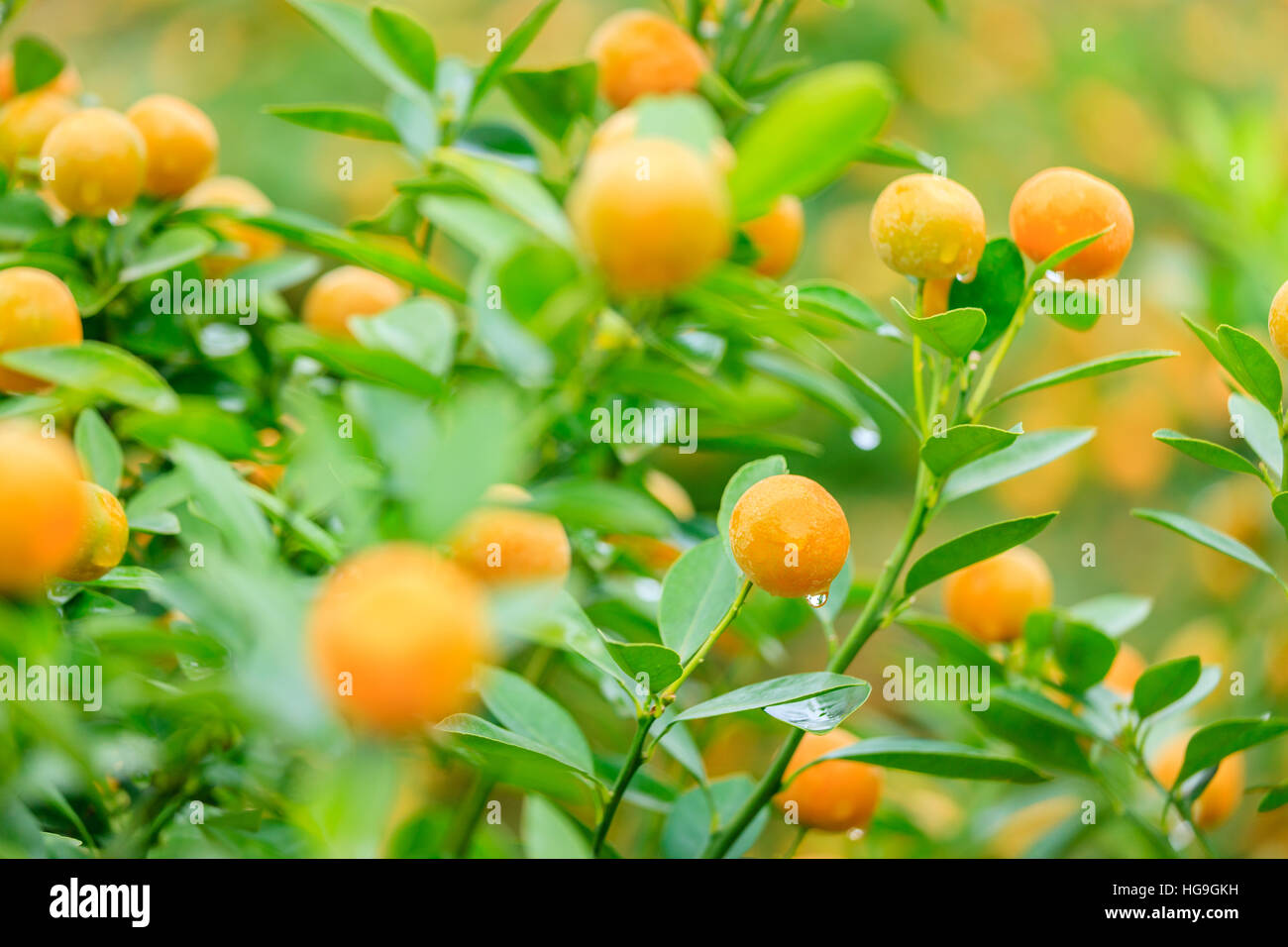 Growing Tangerines at Hanoi, Vietnam Stock Photo - Alamy