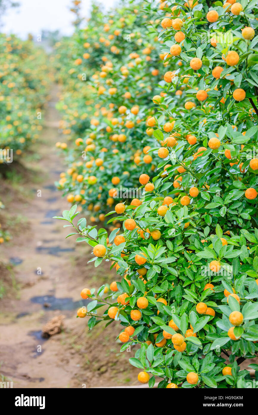 Growing Tangerines at Hanoi, Vietnam Stock Photo - Alamy