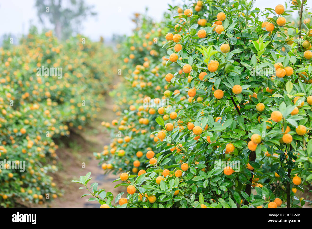 Growing Tangerines at Hanoi, Vietnam Stock Photo - Alamy