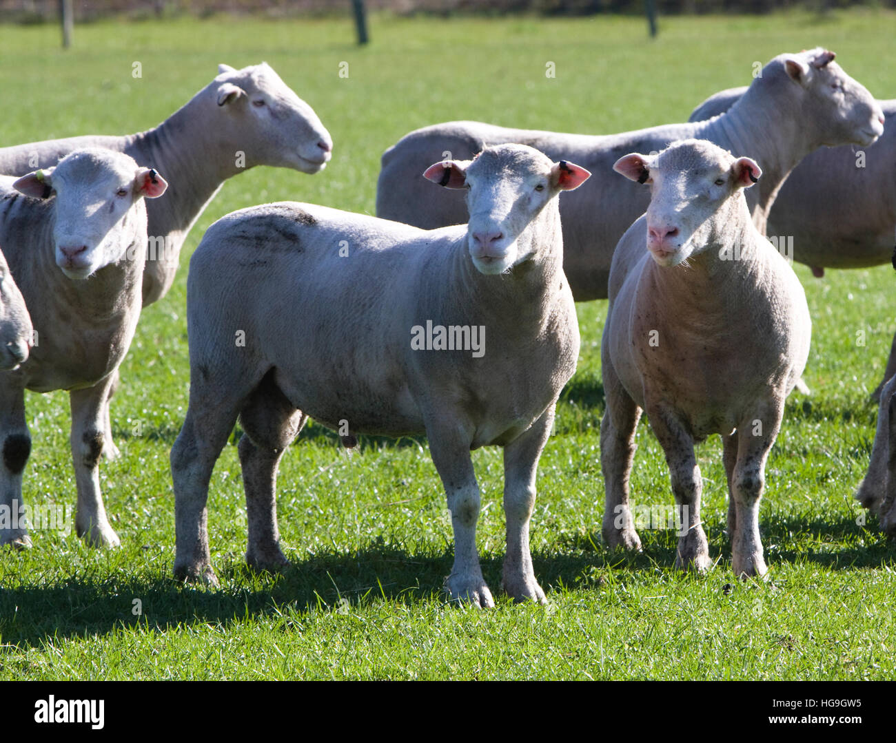 Poll Dorset stud rams, Australia, a leading breed raised for their meat ...