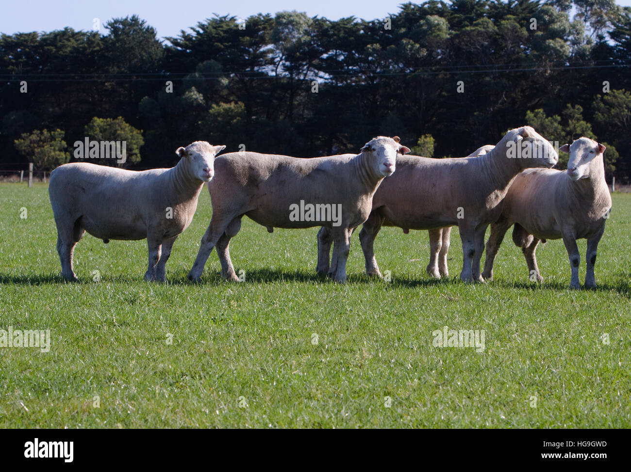 Poll Dorset stud rams, Australia, a leading breed raised for their meat ...